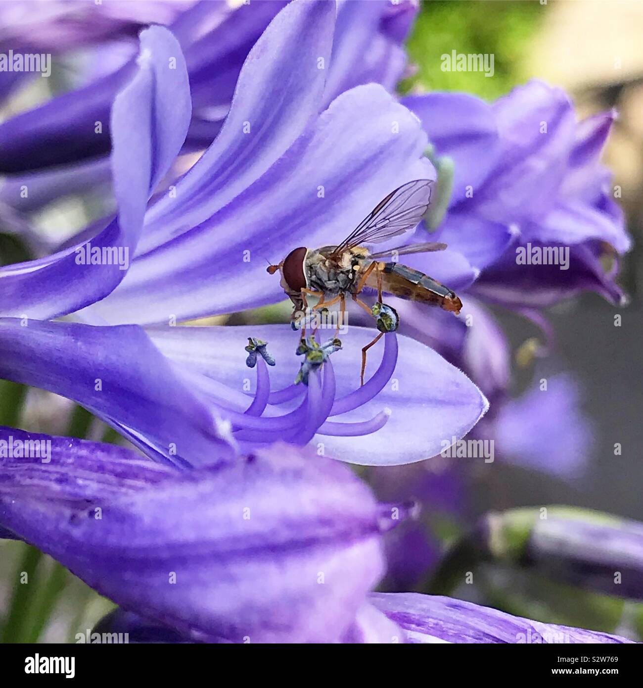 Insects on flowers Stock Photo - Alamy