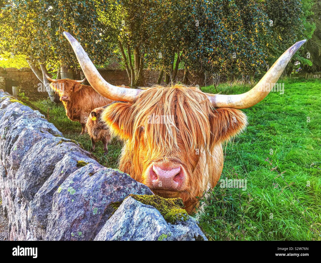 Sunset highland cows Stock Photo - Alamy