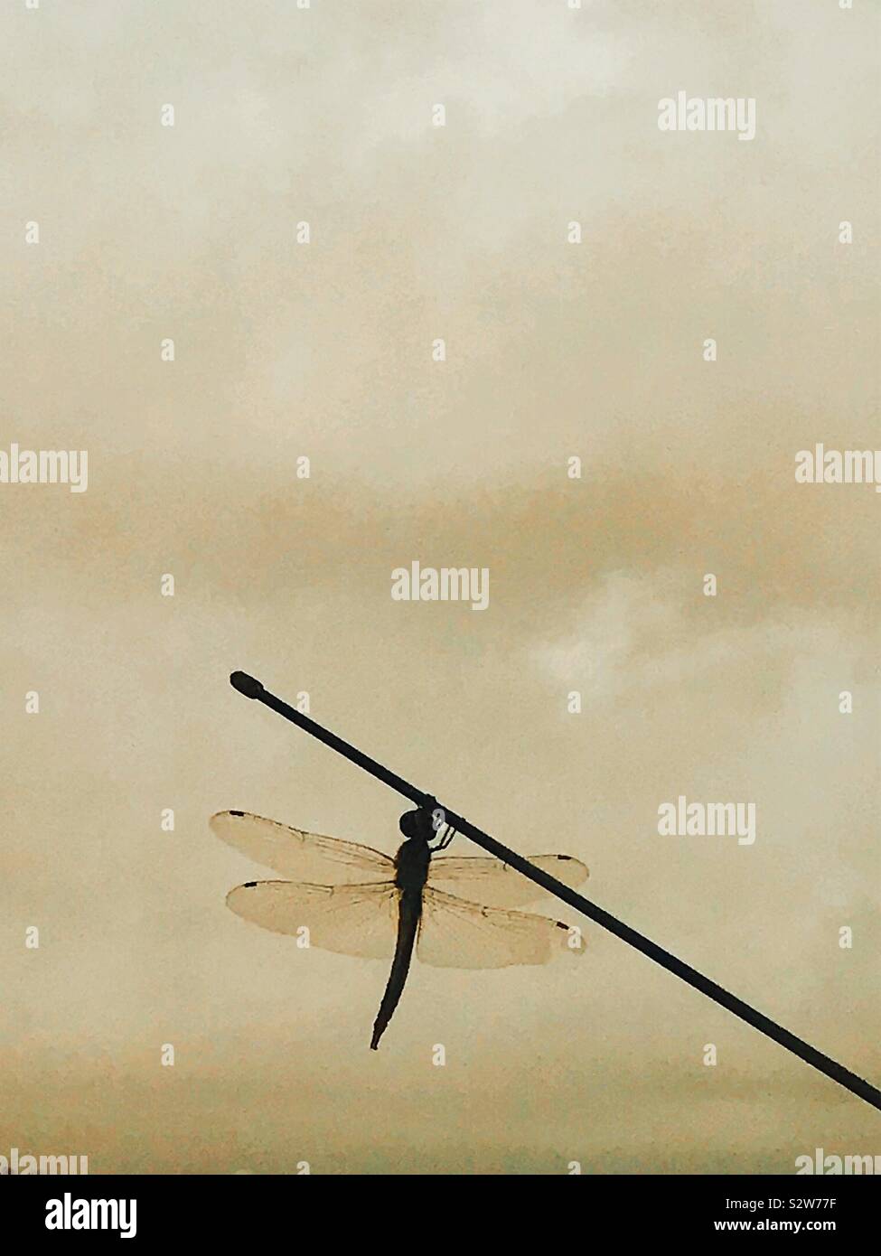 Flying insect catch the antenna Stock Photo - Alamy