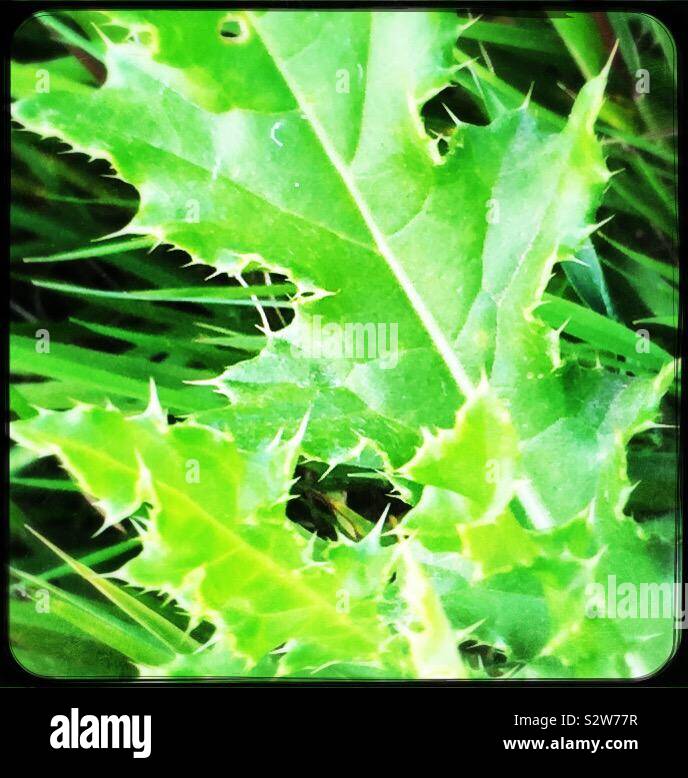 Spiky weed hi-res stock photography and images - Alamy