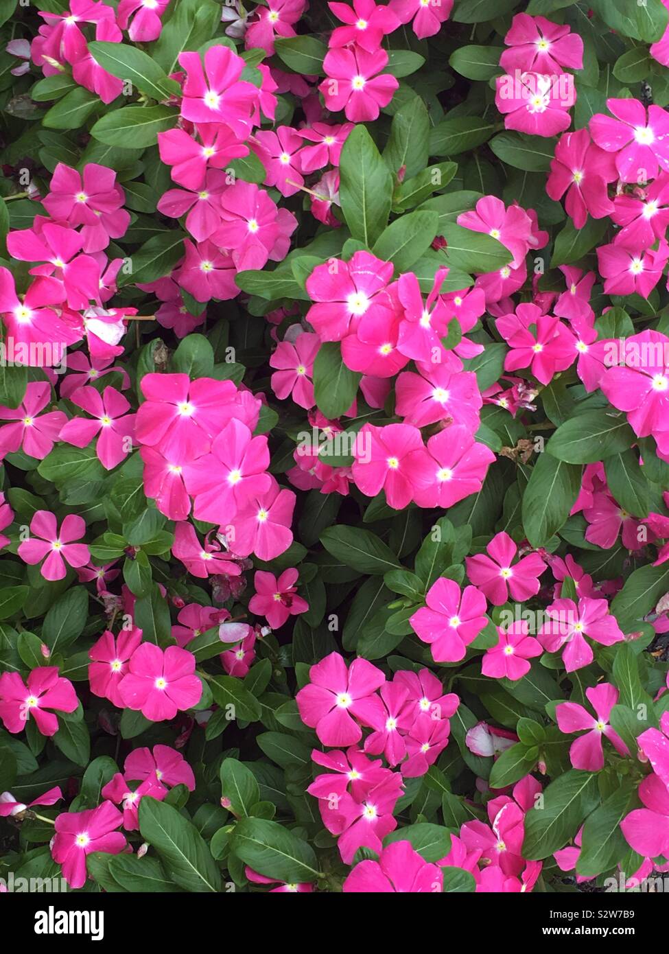 Impatience flowers hi-res stock photography and images - Alamy