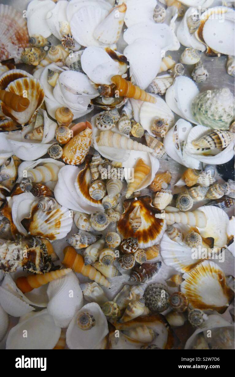 Collection of British seashells soaking in water in a stainless steel ...