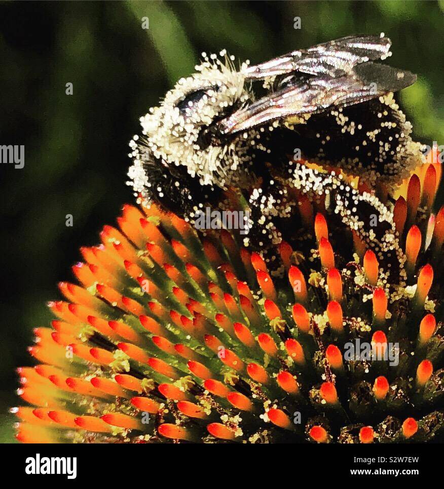 Bee covered in pollen hi-res stock photography and images - Alamy