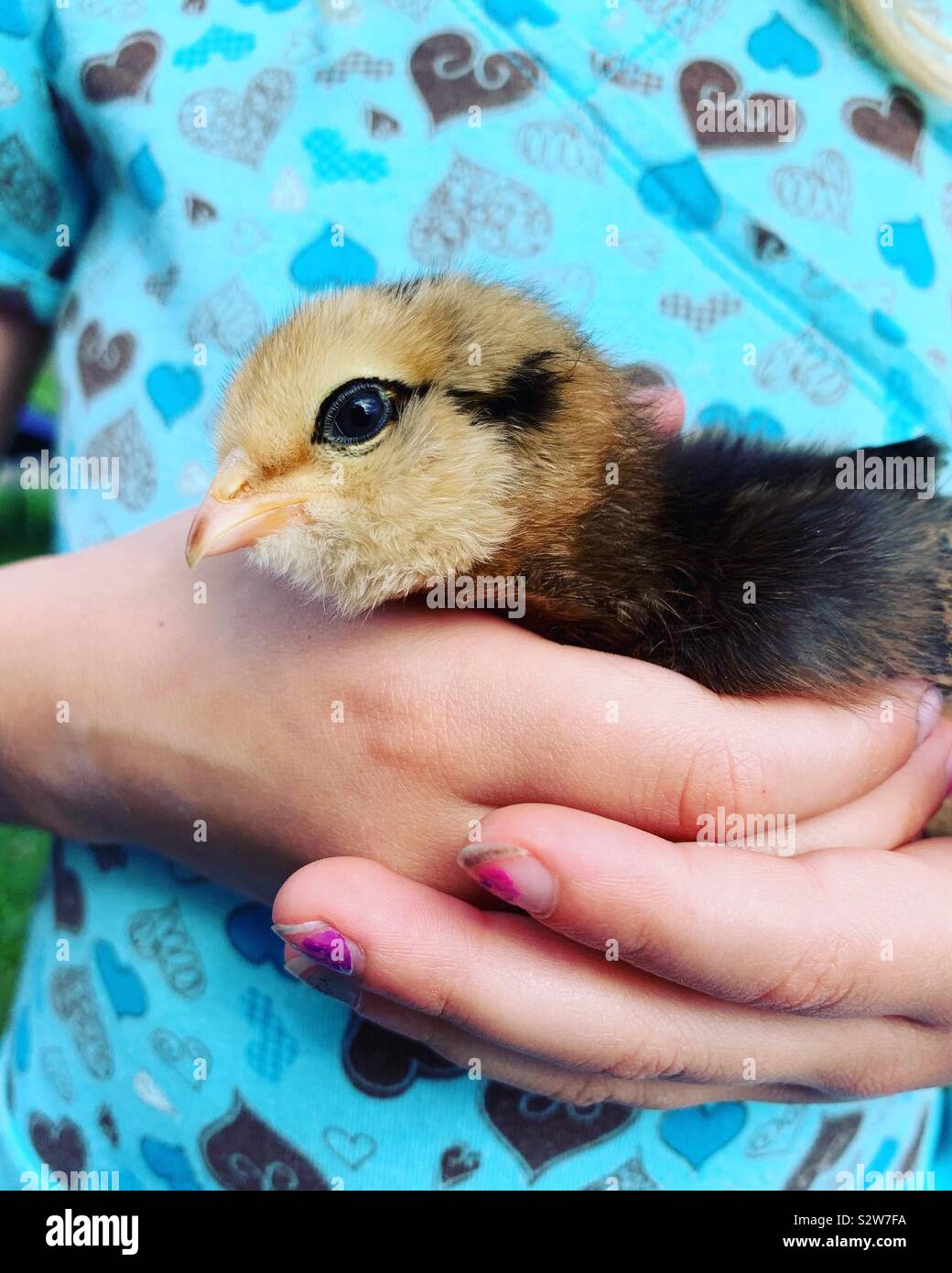 Child holding a baby chick Stock Photo - Alamy