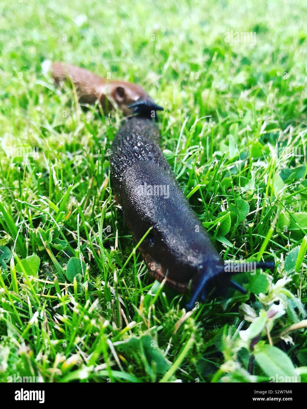 Two slugs following one another Stock Photo - Alamy