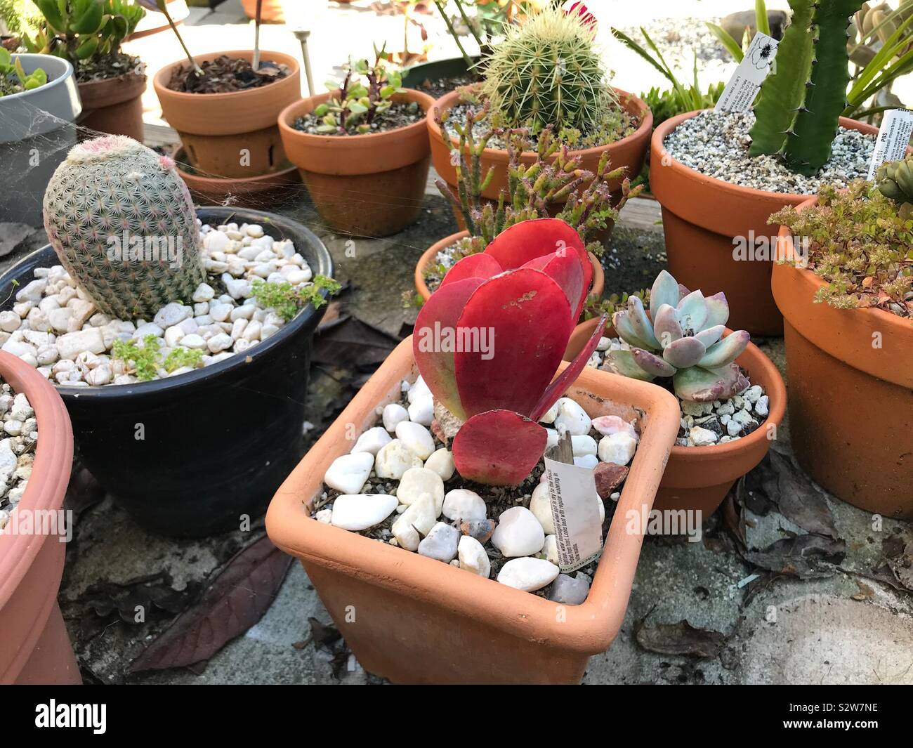 Succulents and cactus hi-res stock photography and images - Alamy