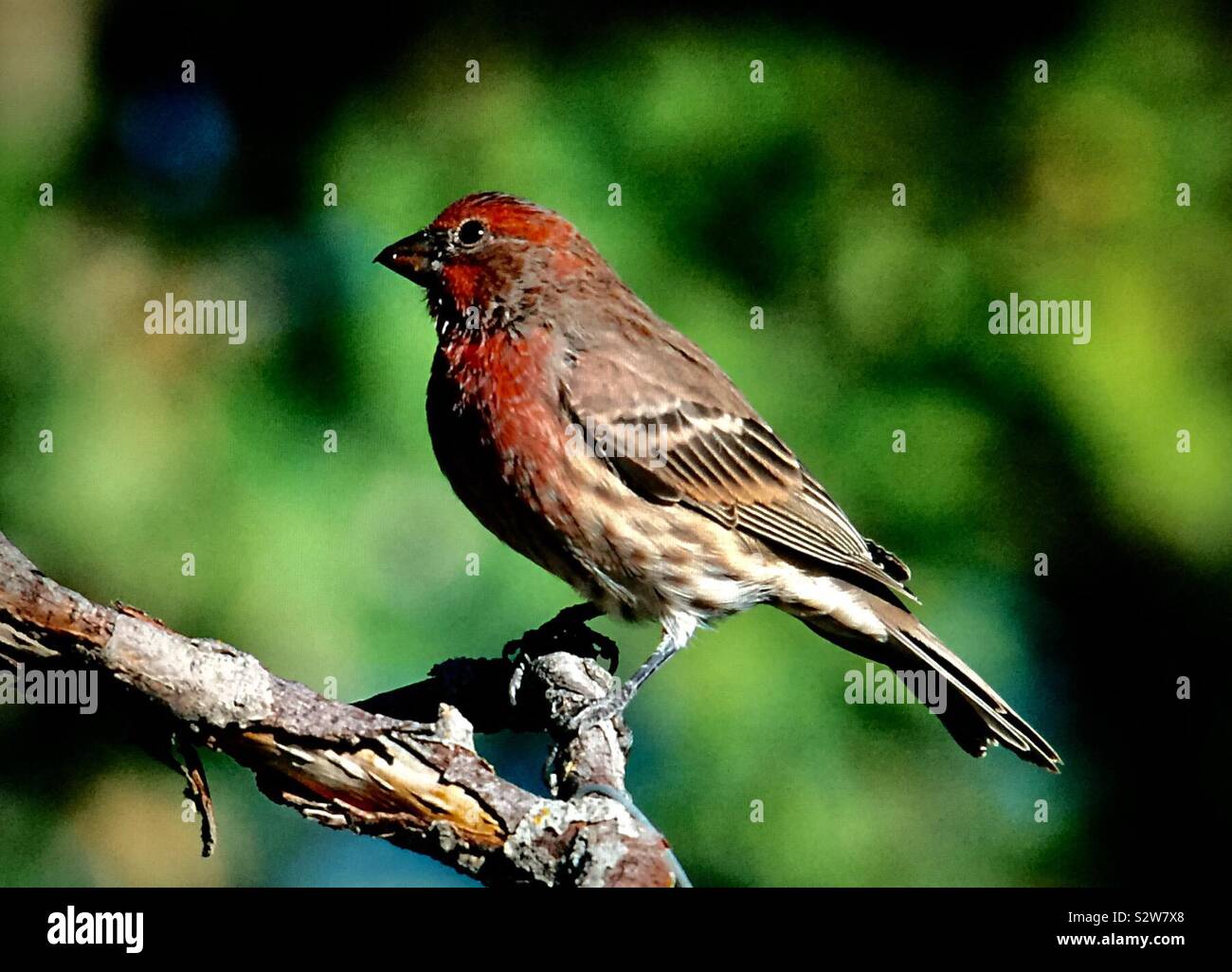 Birds of North America, house finch Stock Photo - Alamy
