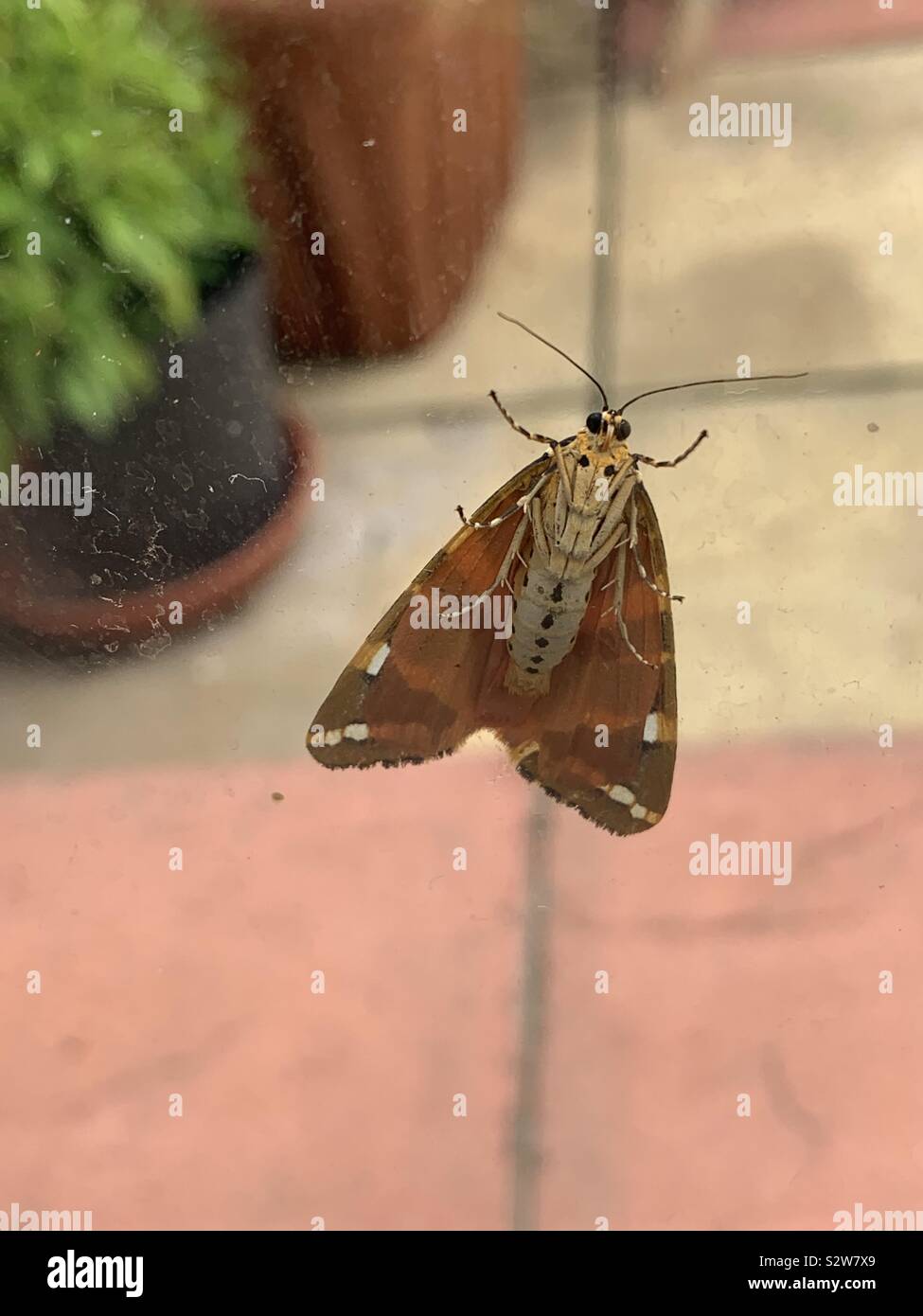 Moth resting on glass door Stock Photo - Alamy