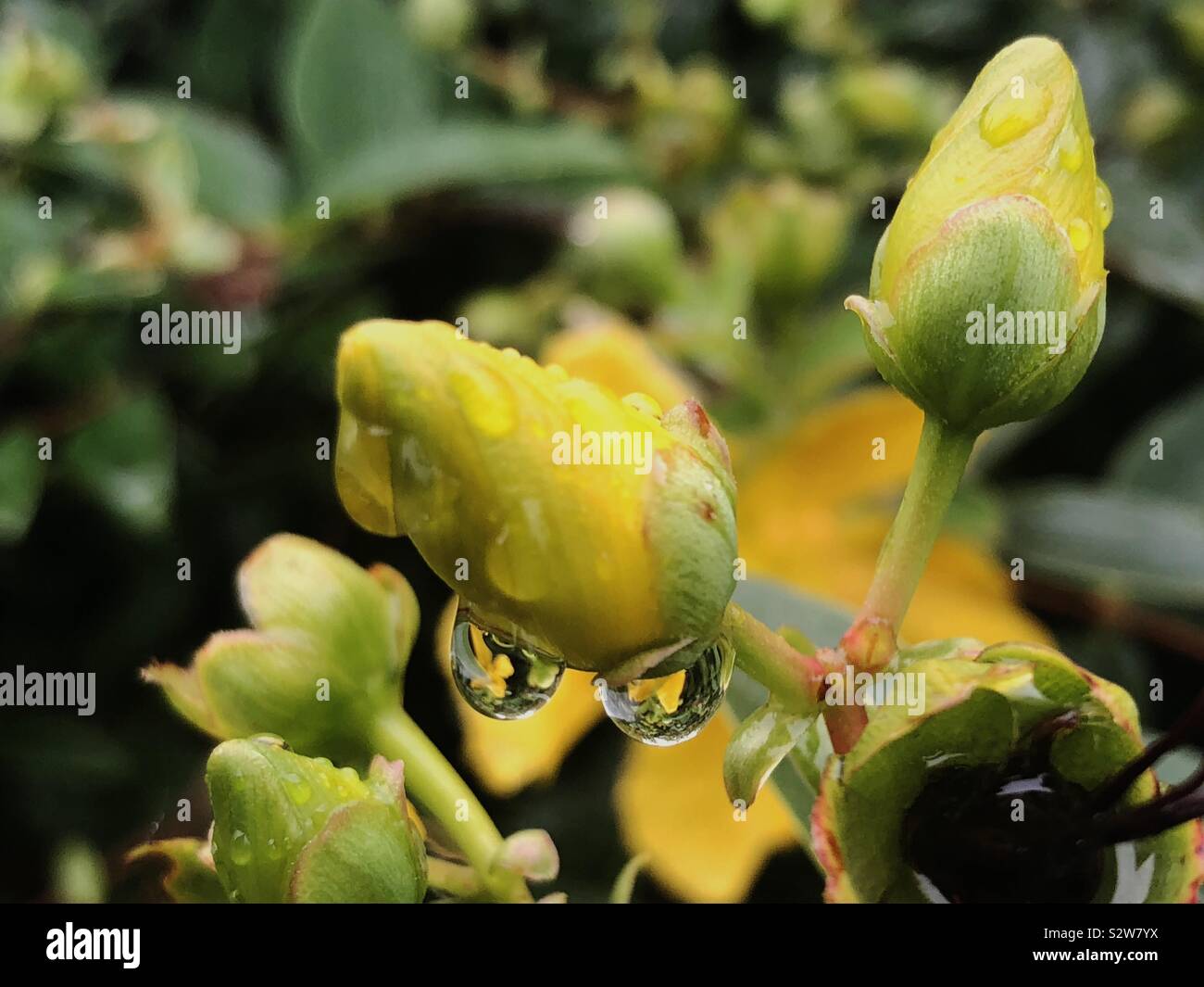 Yellow flower with rain water droplets Stock Photo - Alamy