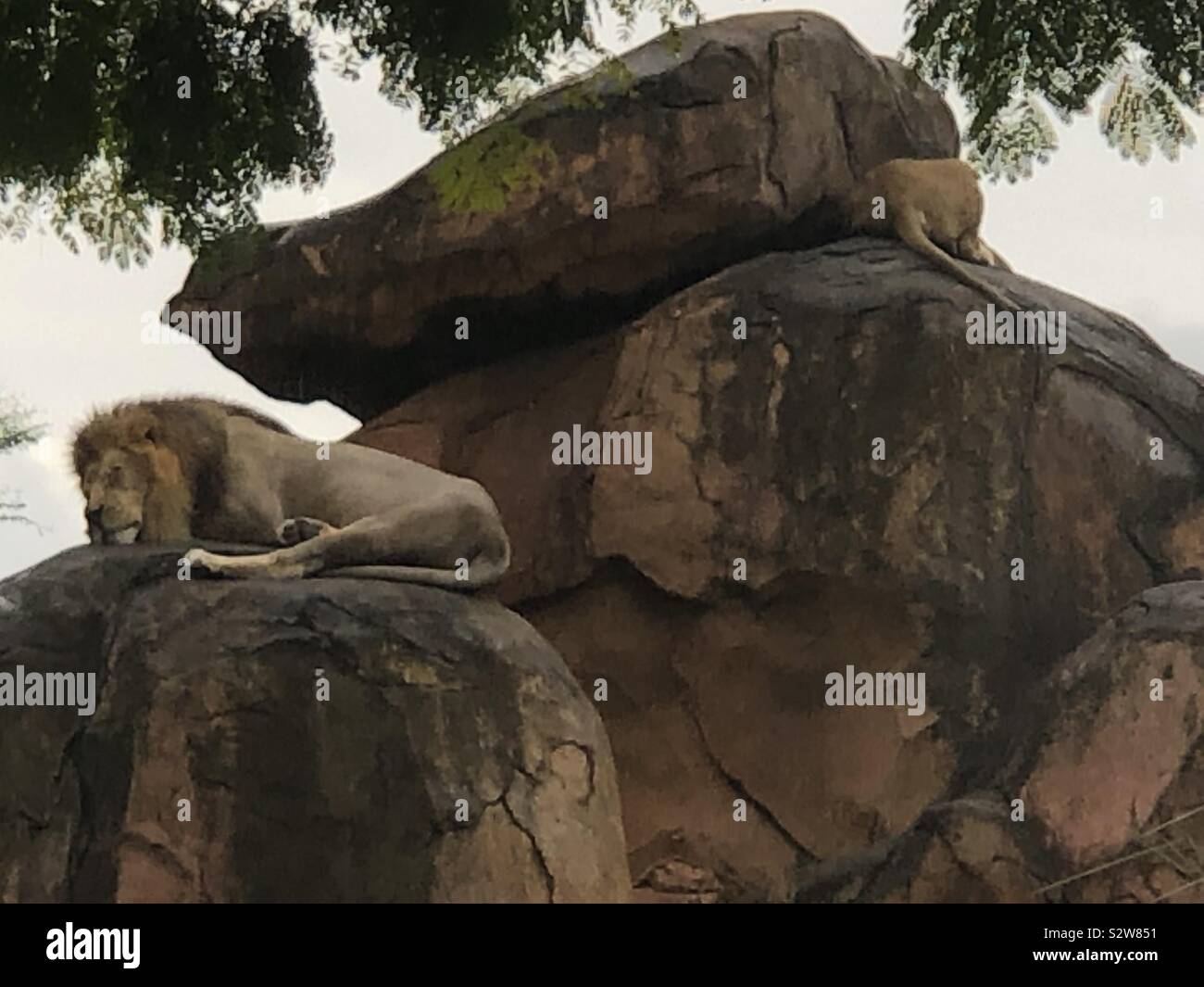 Lion sleeps hi-res stock photography and images - Alamy