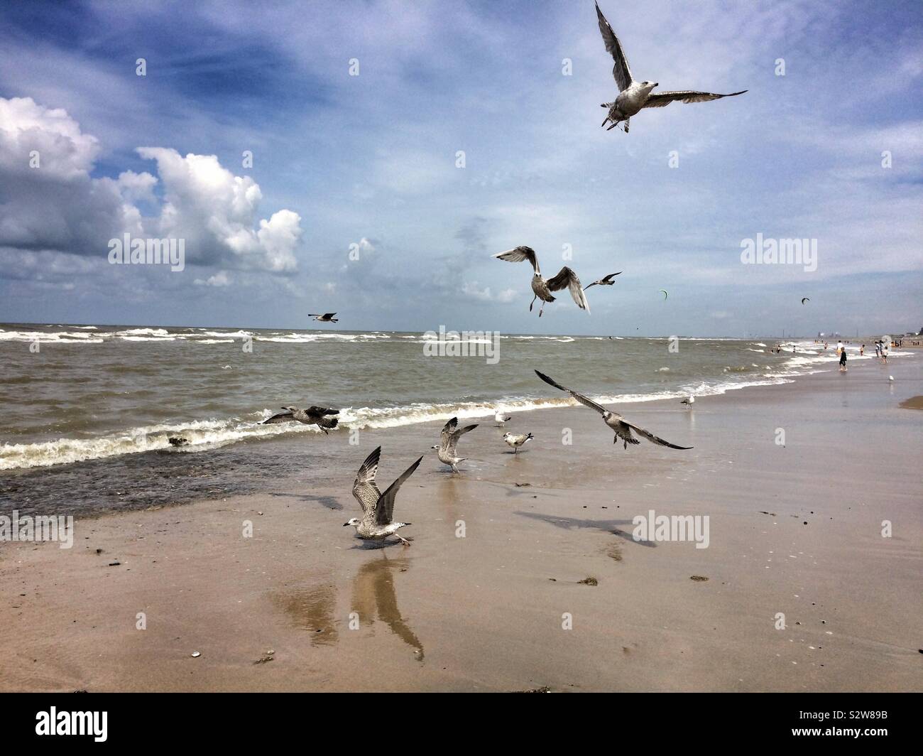 Immature herring gulls forage on the beach Stock Photo - Alamy