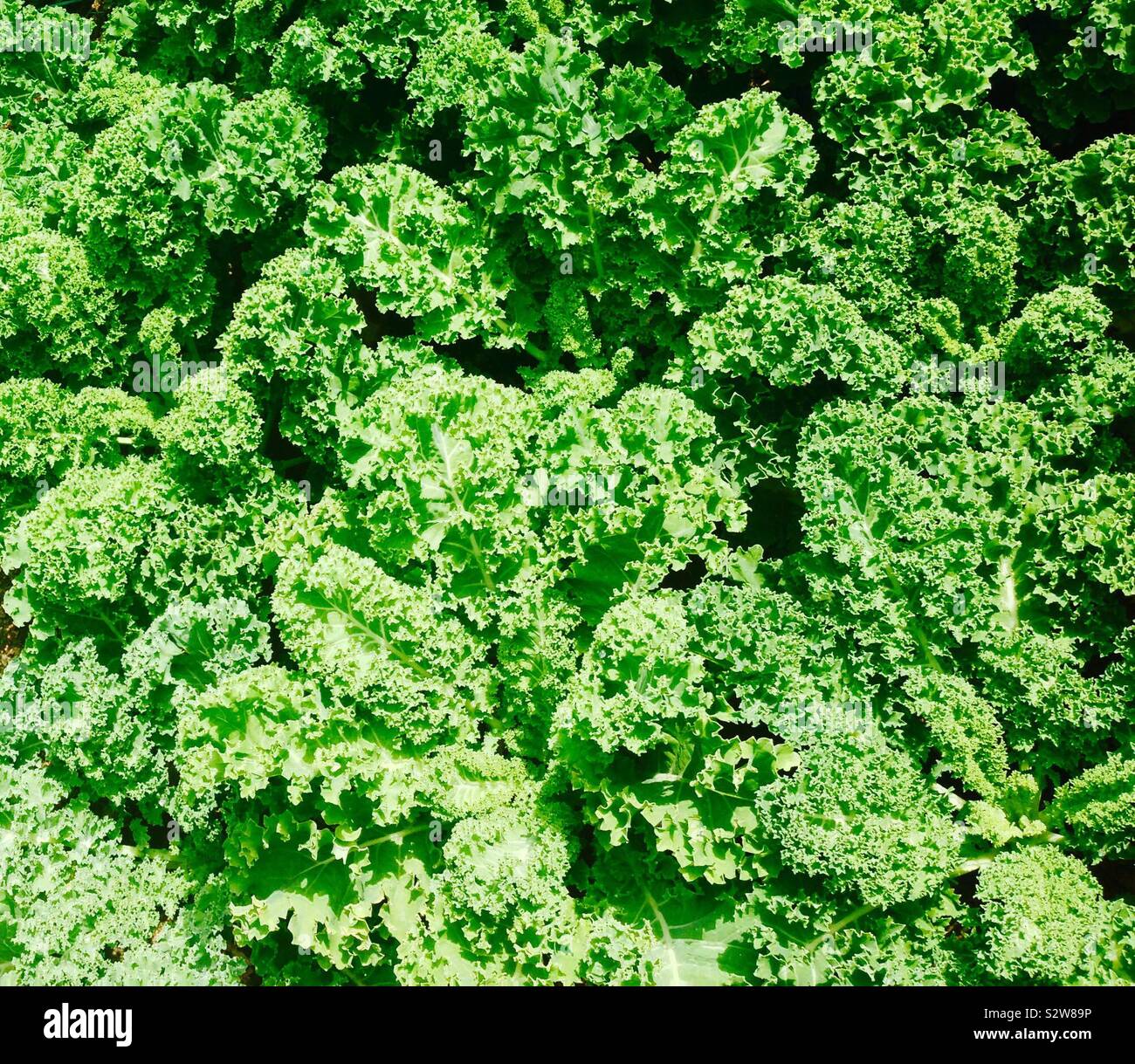 Healthy veg kitchen garden hi-res stock photography and images - Alamy