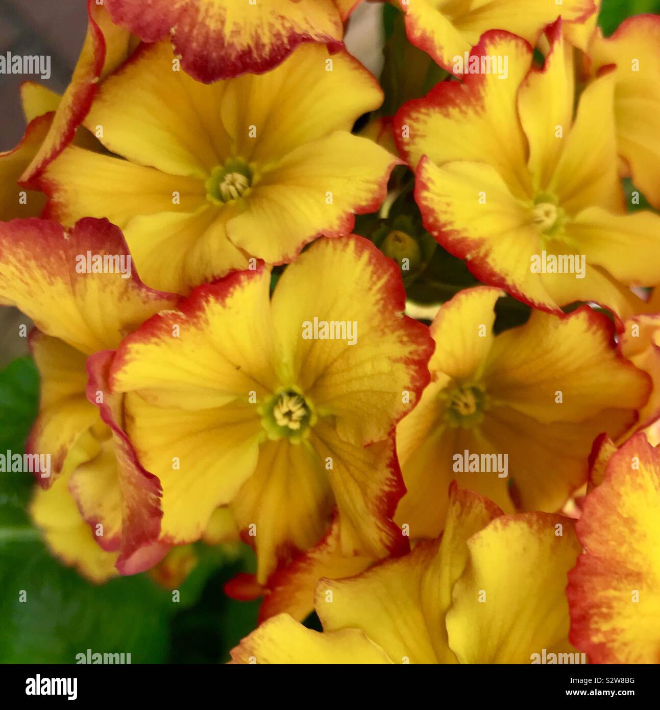 Yellow Primula spring flowers Stock Photo - Alamy