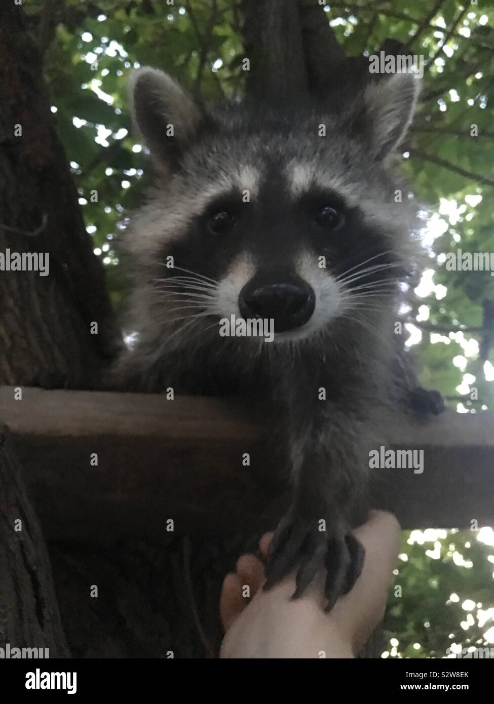 Raccoon holding a hand Stock Photo - Alamy