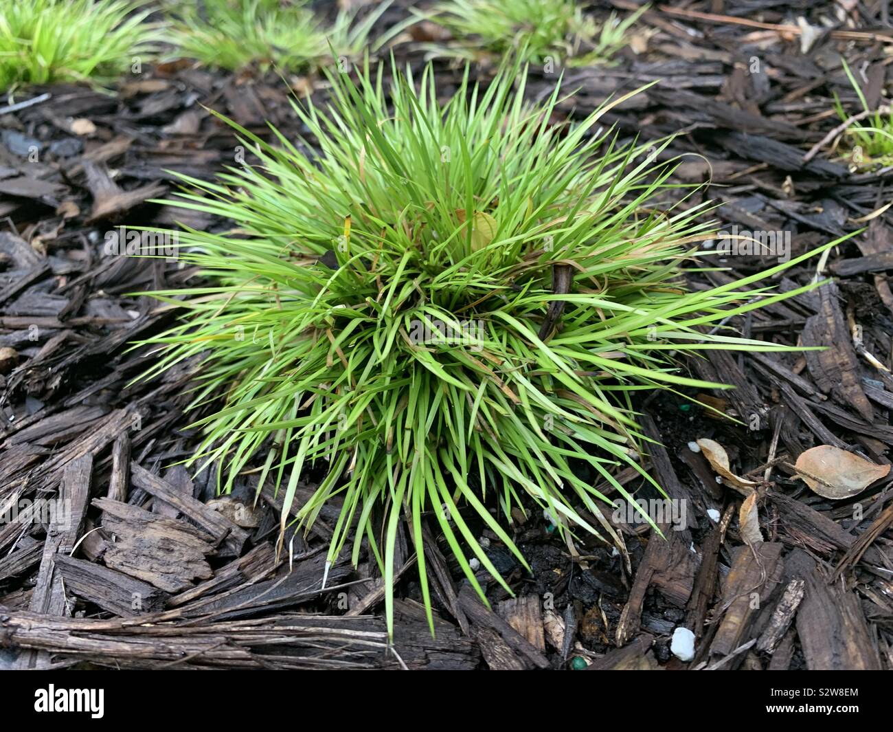 Green grass pom Pom Stock Photo - Alamy