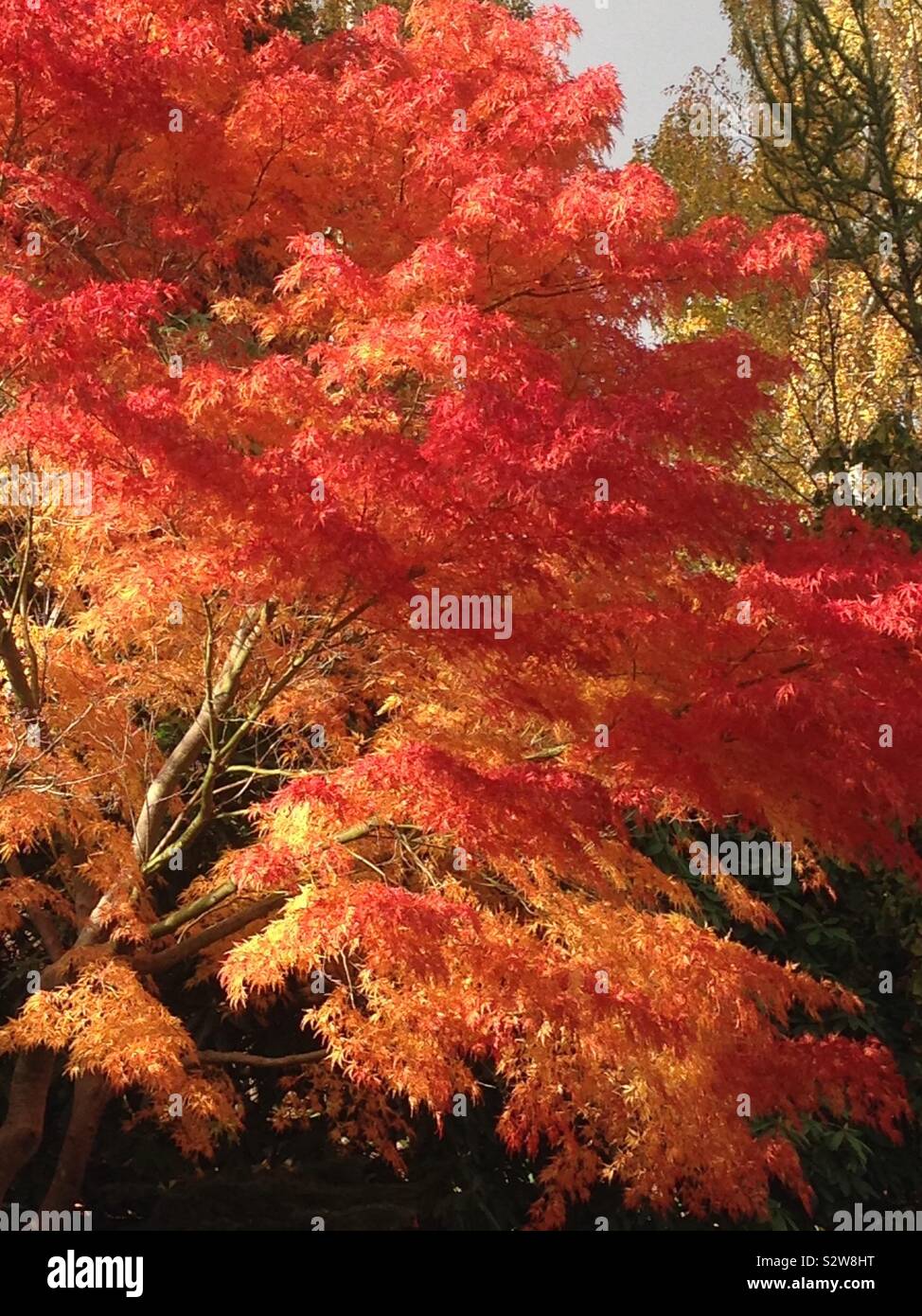 Flame coloured hi-res stock photography and images - Alamy