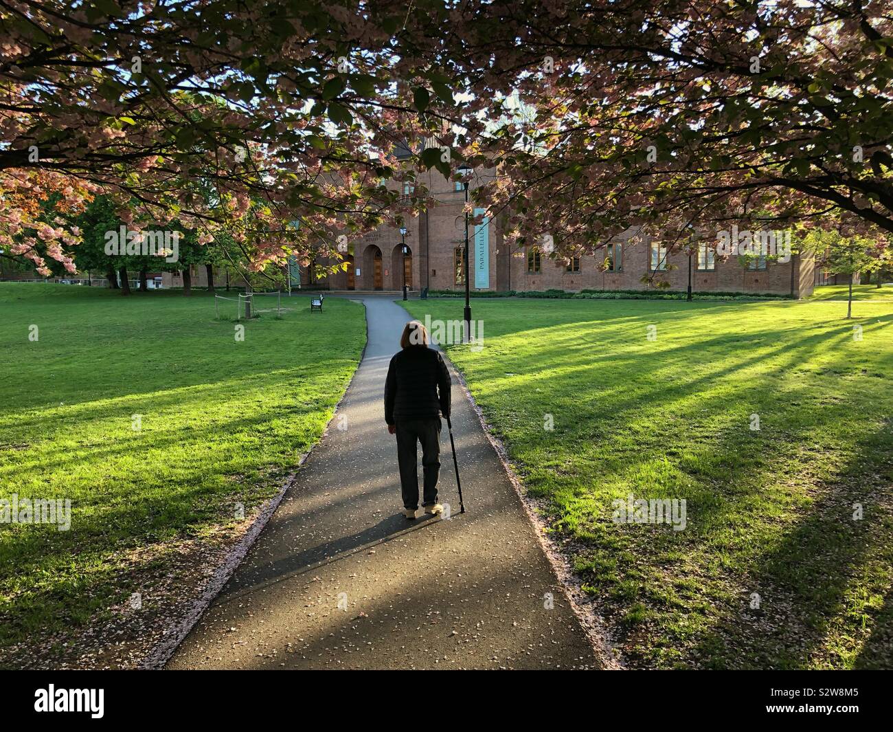 Elderly woman walking away on a path under a canopy of cherry trees in ...