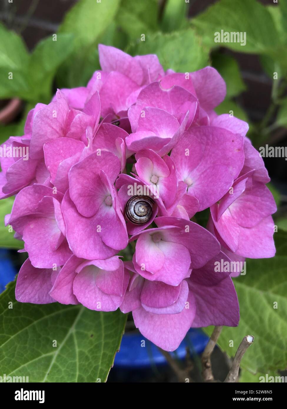 Sleepy snail hi-res stock photography and images - Alamy