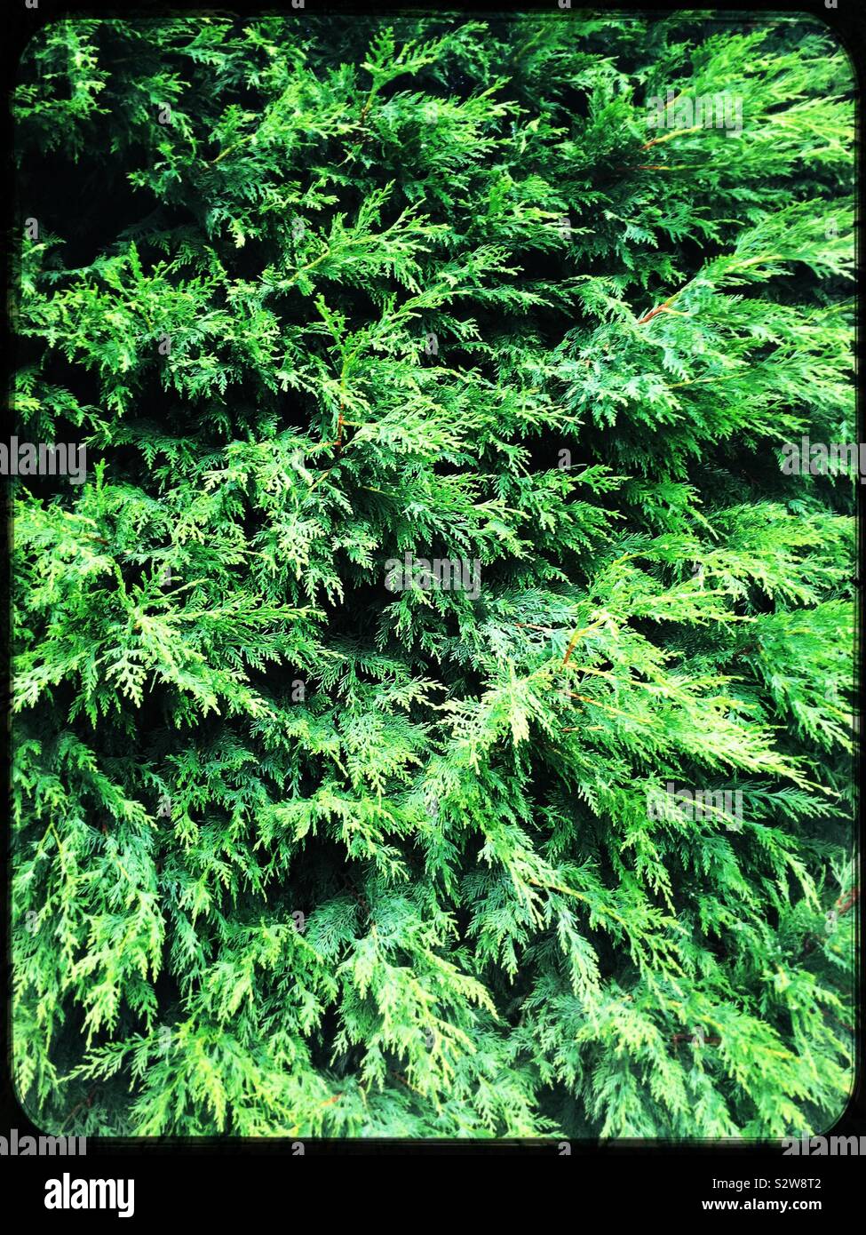 Boundary hedge hedging hi-res stock photography and images - Alamy