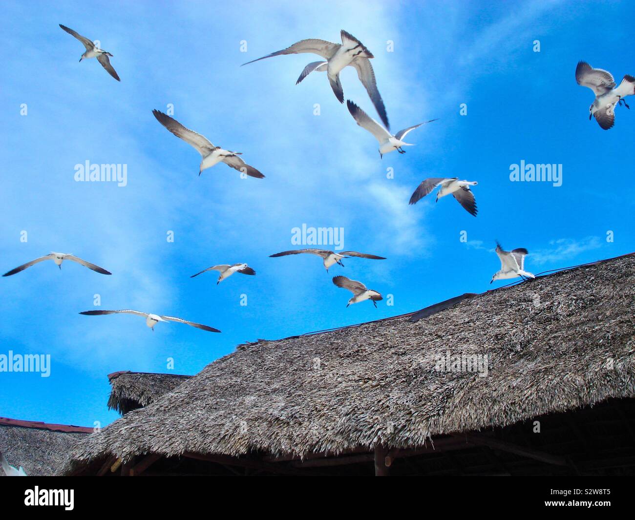 Flying roof hi-res stock photography and images - Alamy