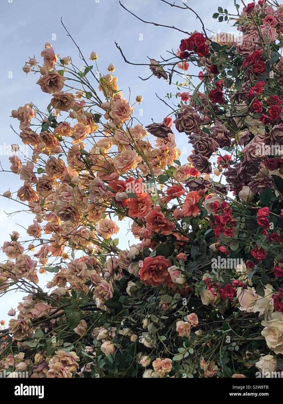 Golden hour rose High Resolution Stock Photography and Images - Alamy