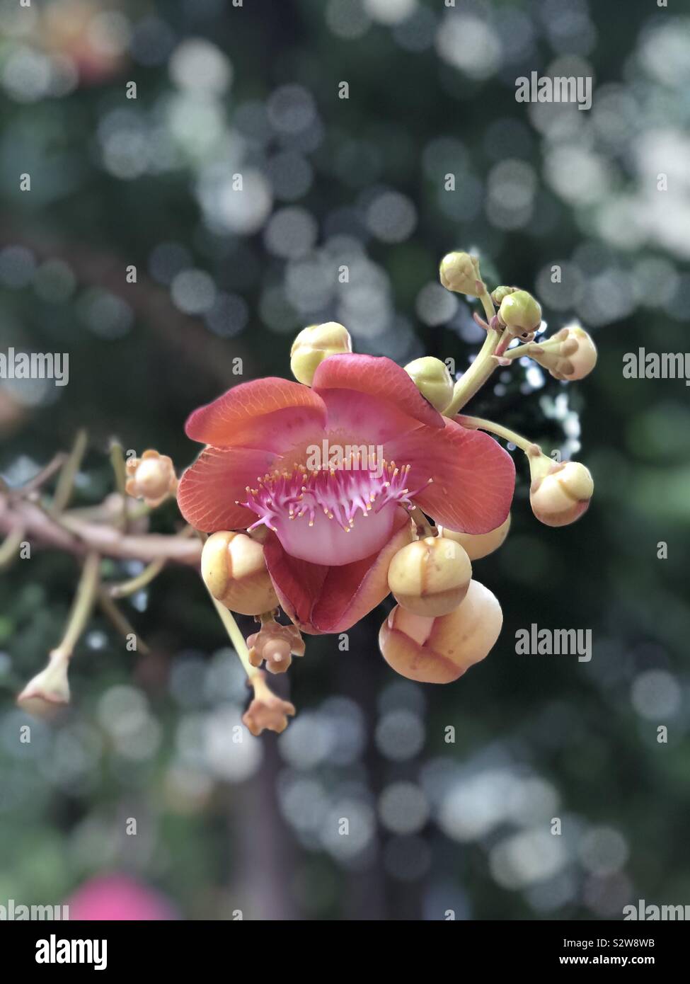 Ball common hi-res stock photography and images - Alamy