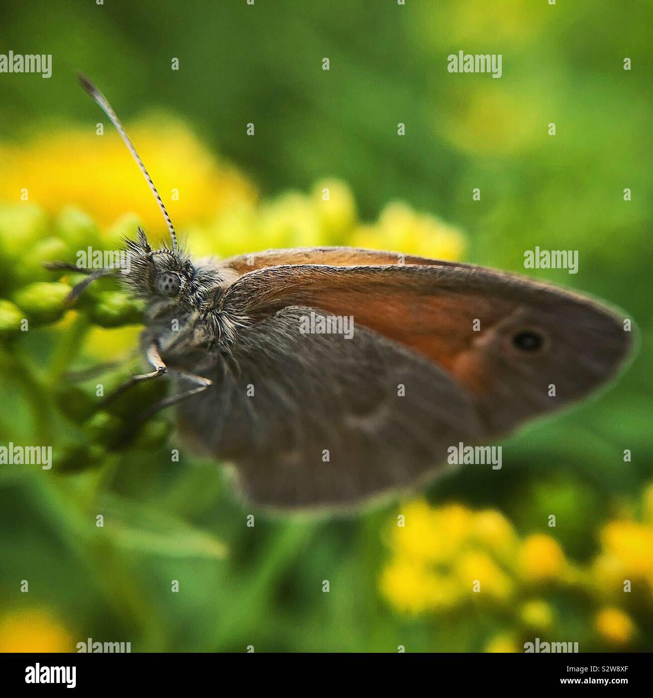 Common ringlet butterfly hi-res stock photography and images - Alamy