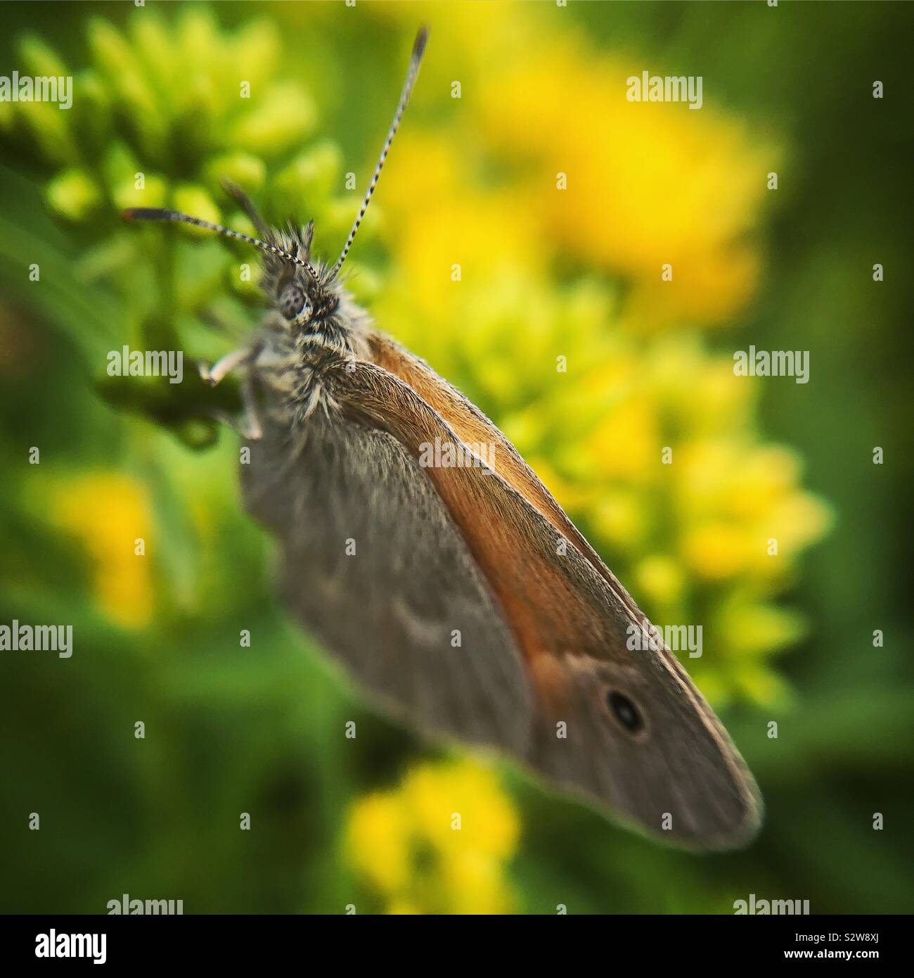 Backyard bug hi-res stock photography and images - Alamy