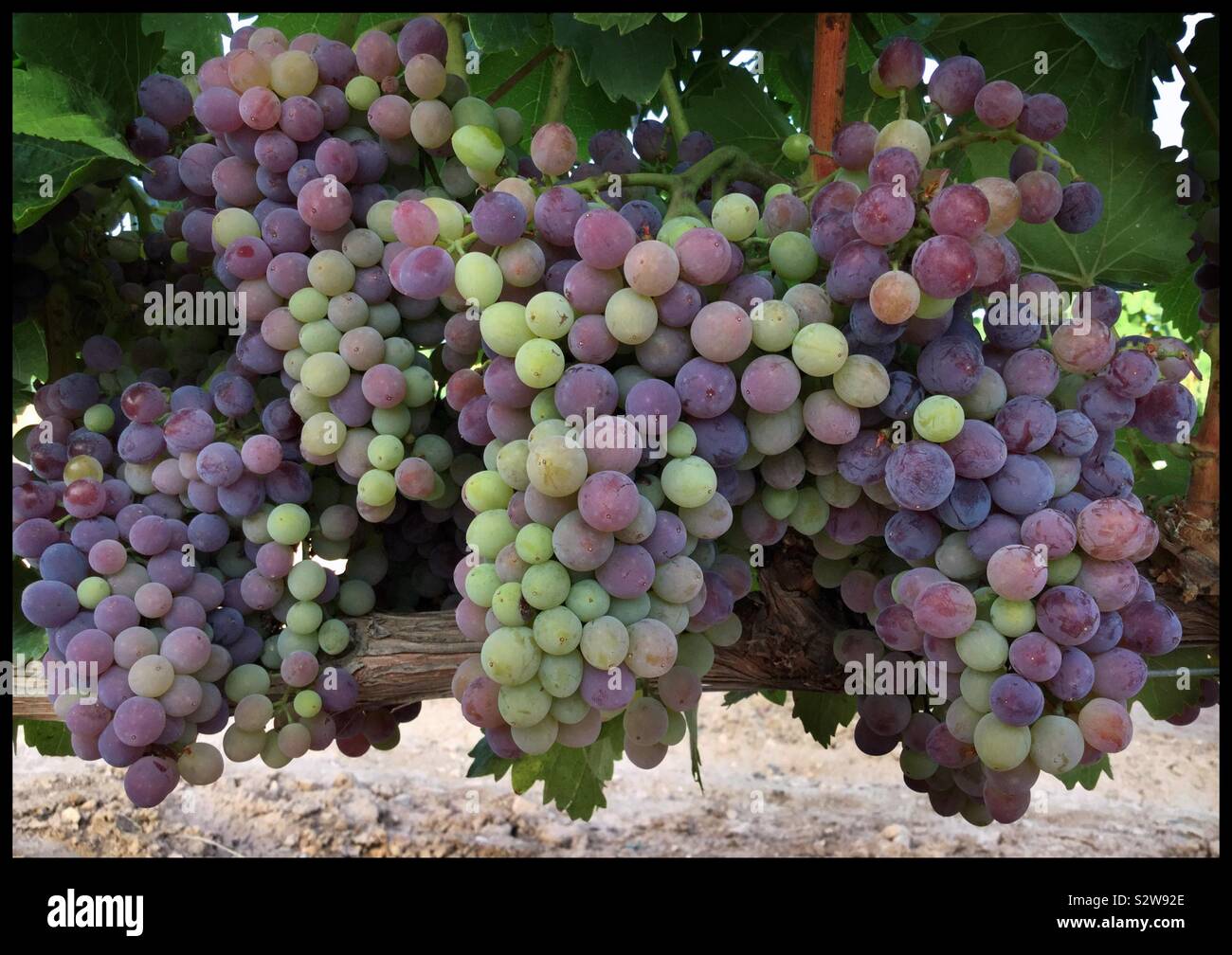 Grenache grapes at véraison (changing colour during ripening ...