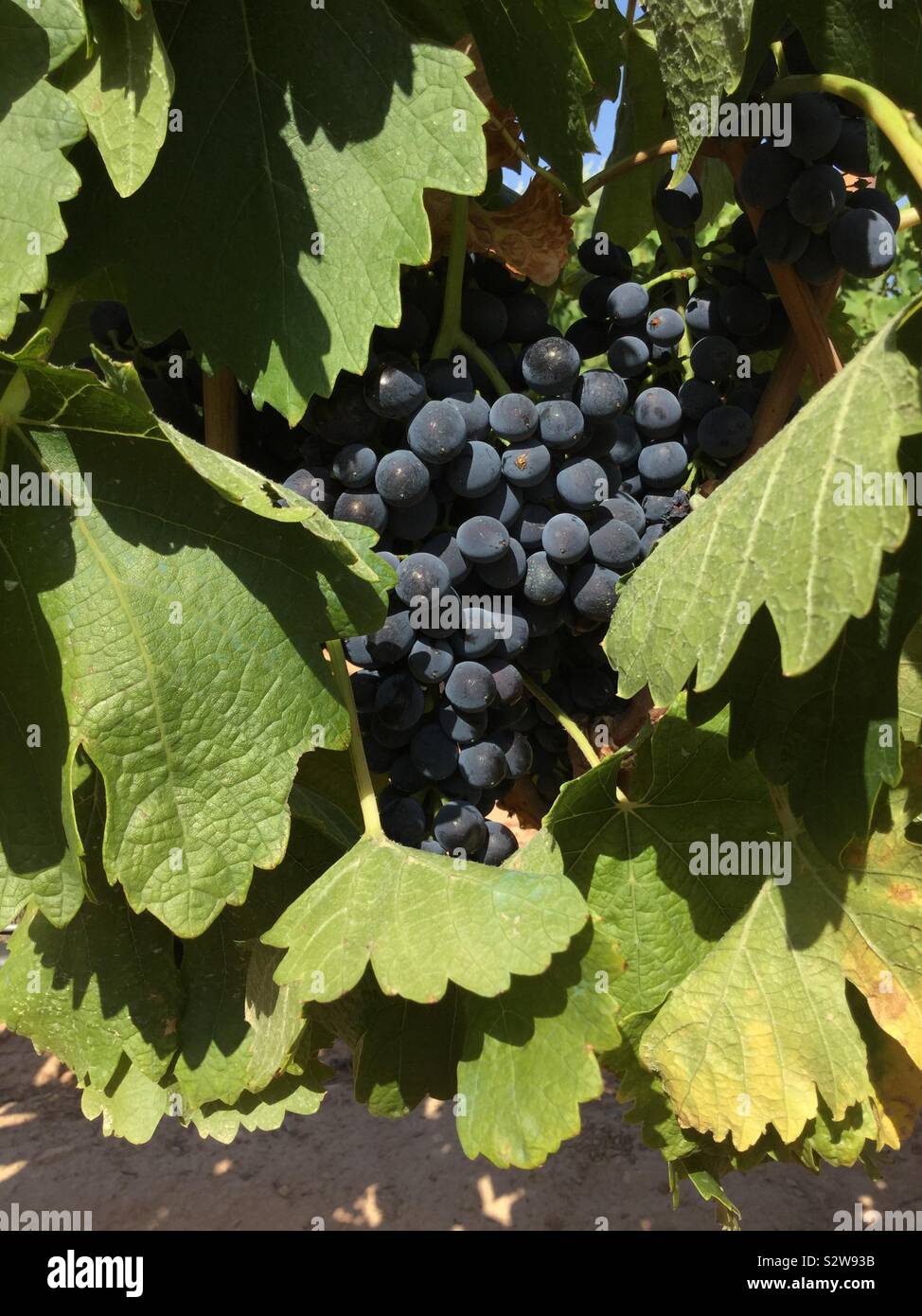 Syrah grapes undergo drought stress as they ripen on the vine ...