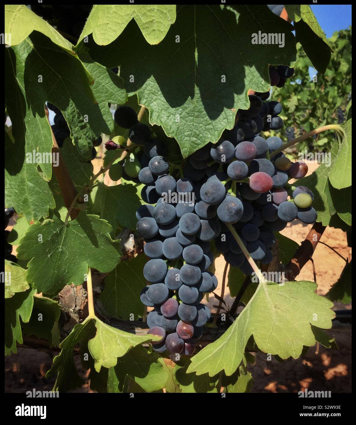 Syrah grapes undergo drought stress as they ripen on the vine ...