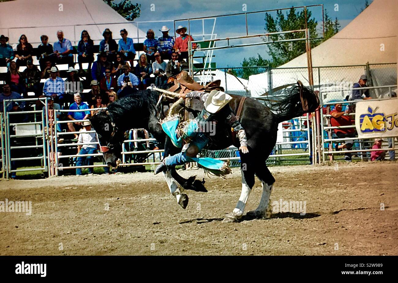 Okotoks rodeo, Okotoks, alderman, Canada, camera, action, bucking ...