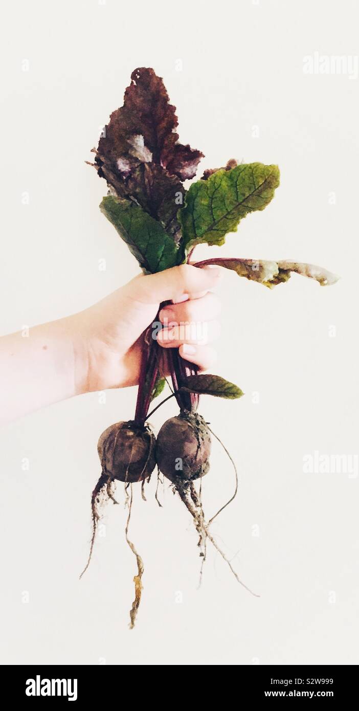 Hand holding beetroot hi-res stock photography and images - Alamy
