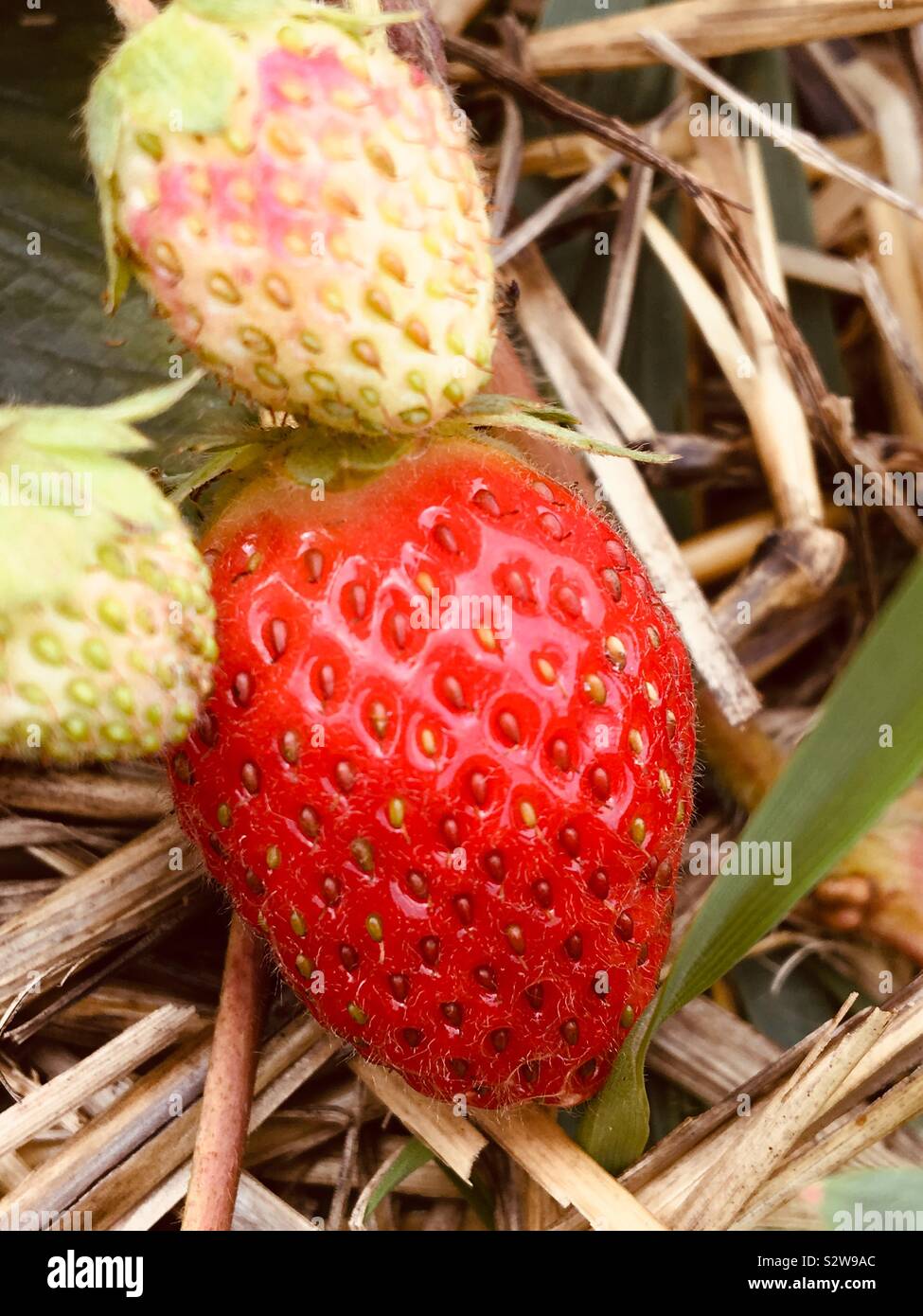 Ripe and unripe strawberry plant hi-res stock photography and images ...