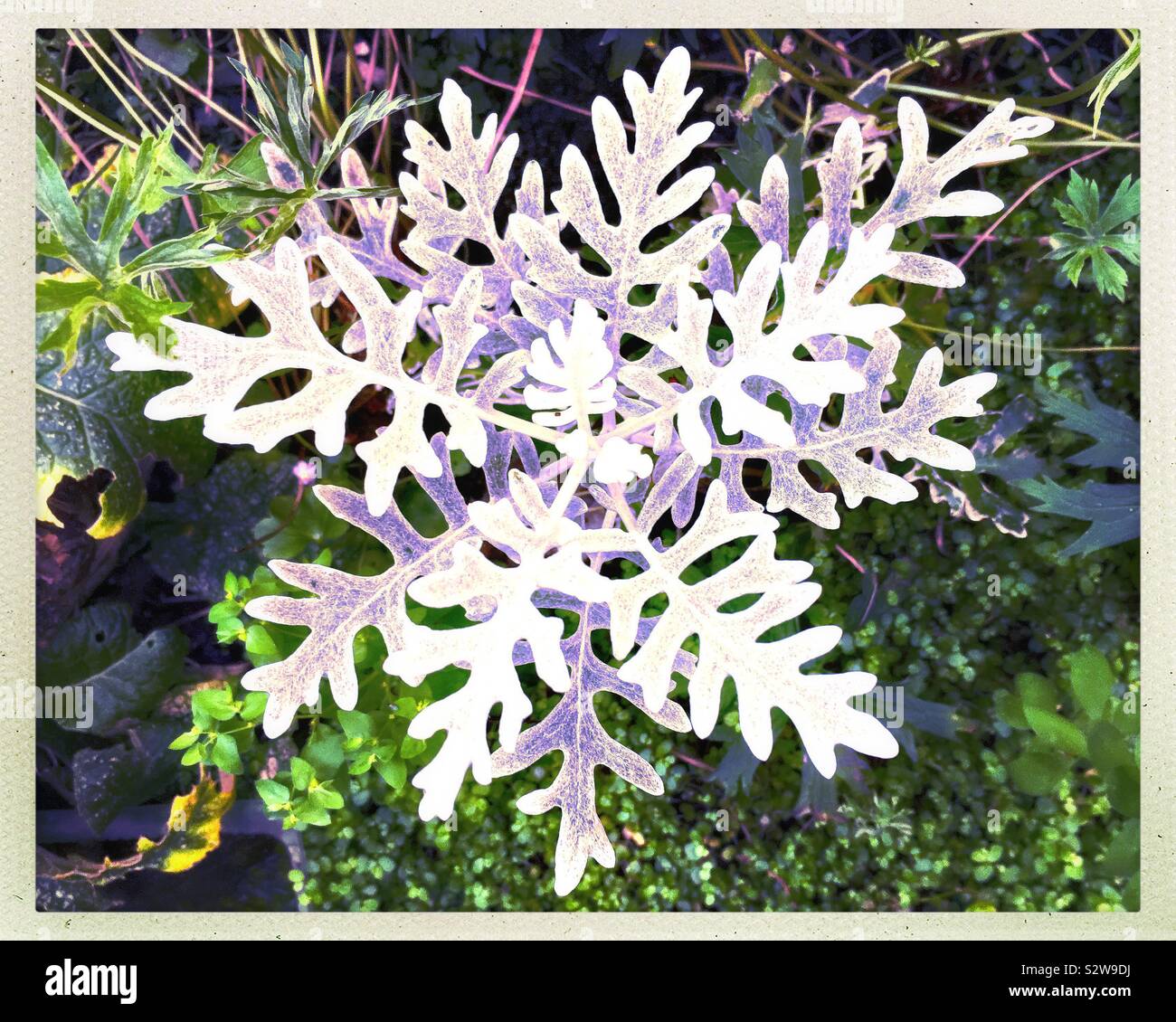 Silver foliage garden plant hi-res stock photography and images - Alamy