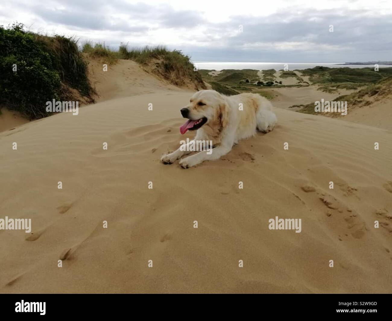 Dunes Golden Retriever High Resolution Stock Photography and Images - Alamy