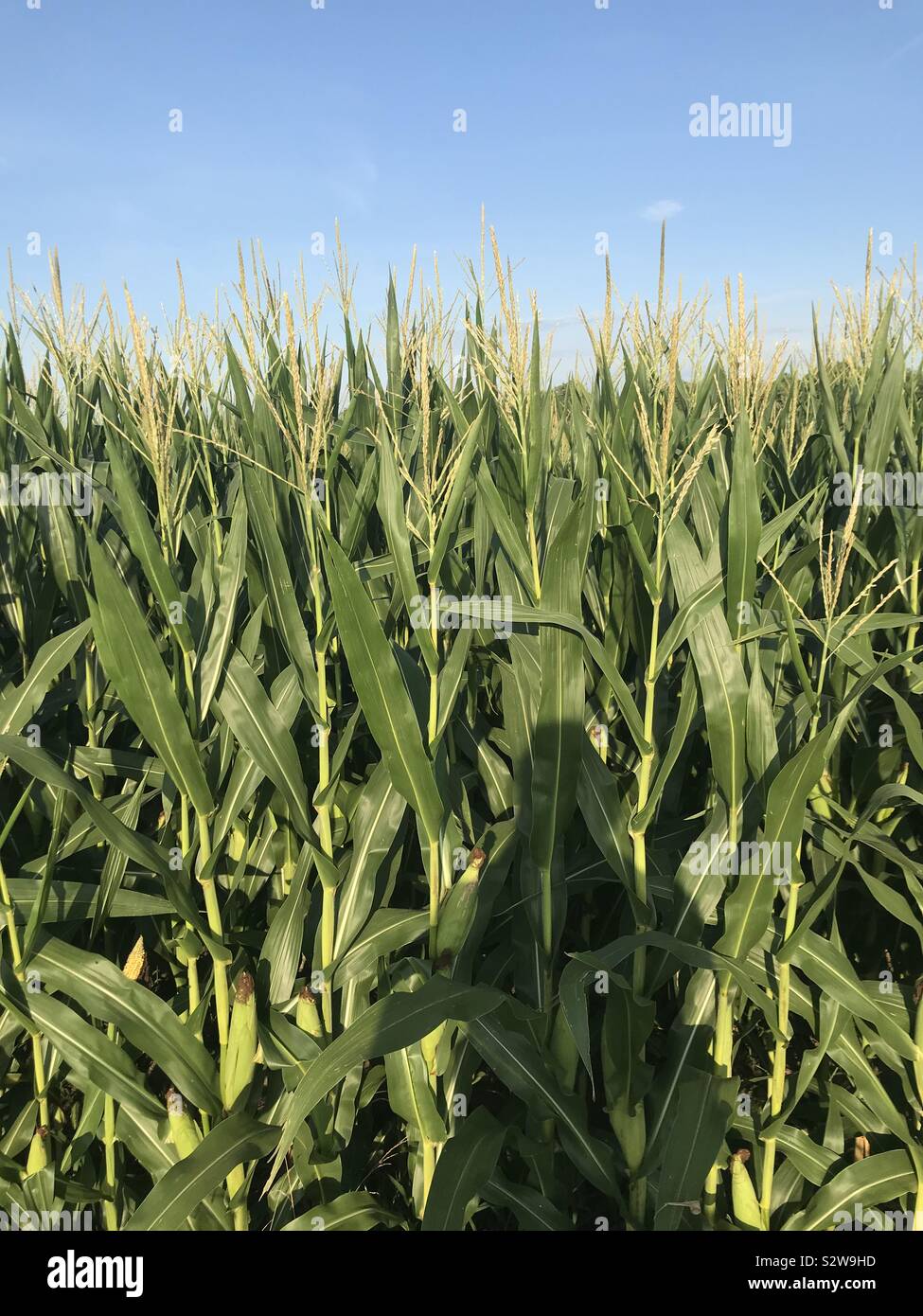 Indiana corn field hi-res stock photography and images - Alamy