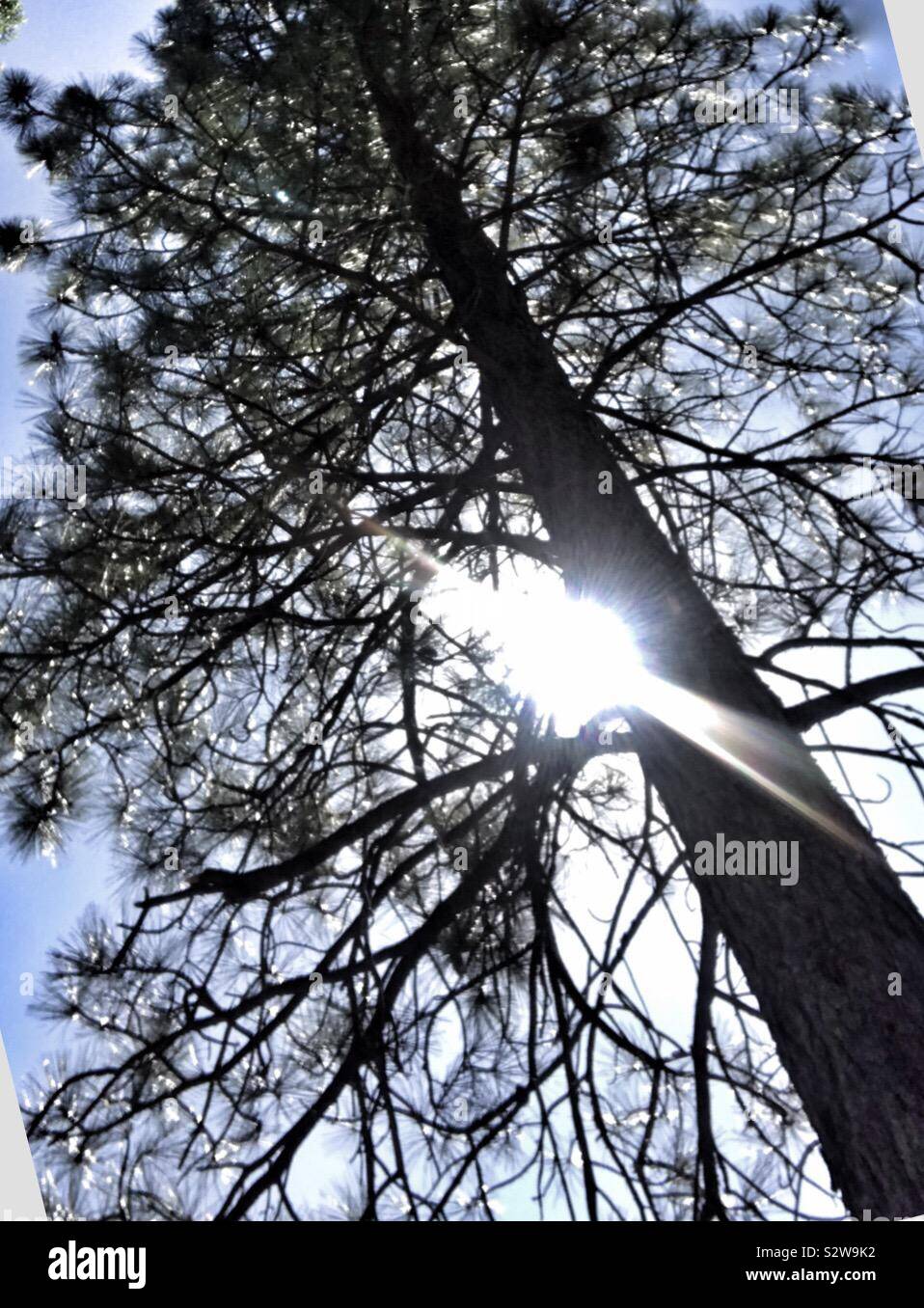 Sun shining through tree Stock Photo - Alamy