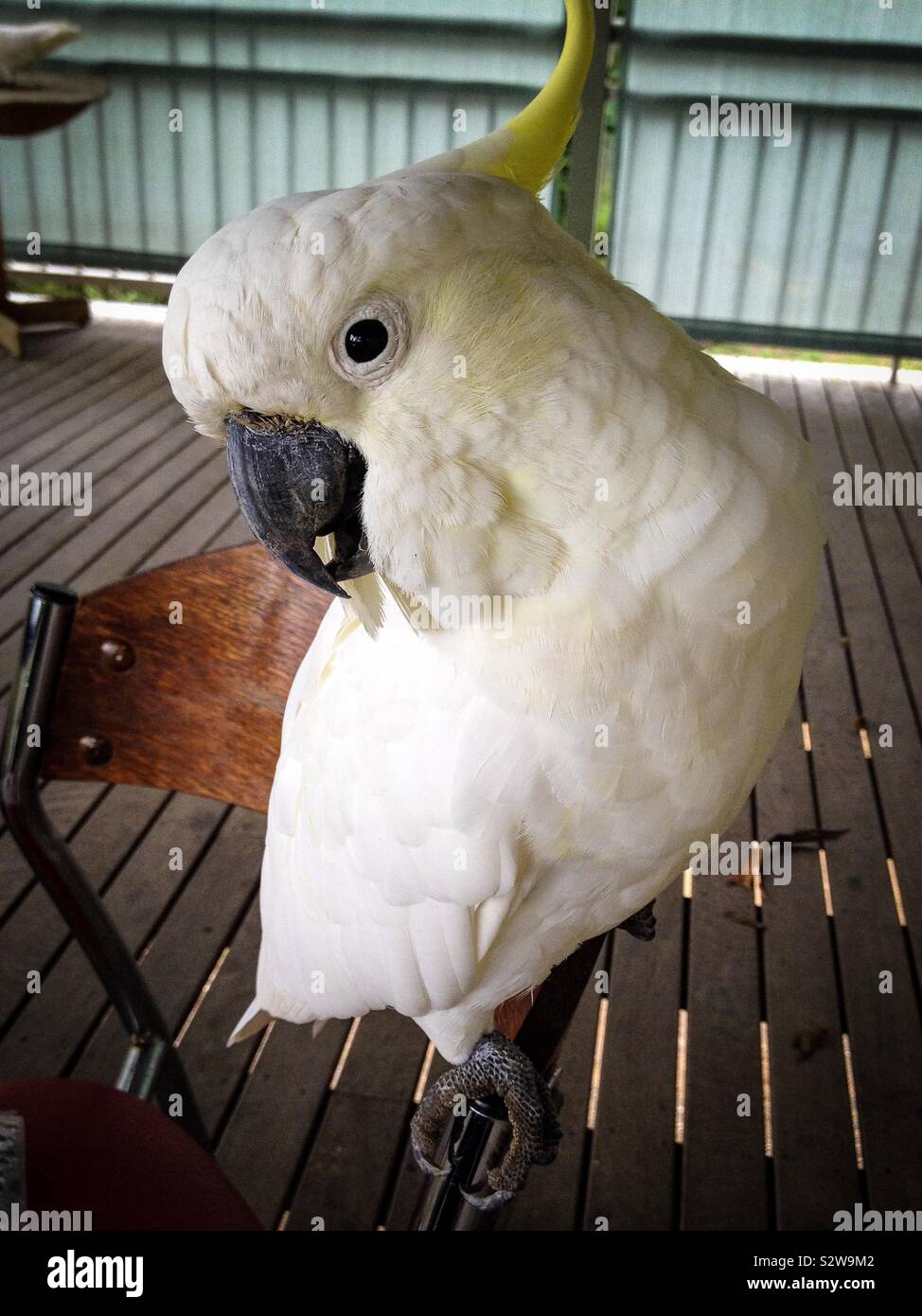 A cheeky and tame native Australian yellow crested cockatoo bird saying ...