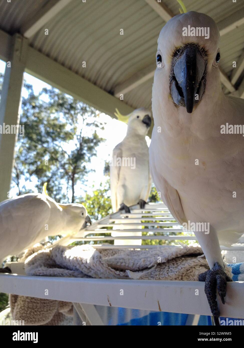 A flock of cheeky and classic tame native Australian yellow crested ...