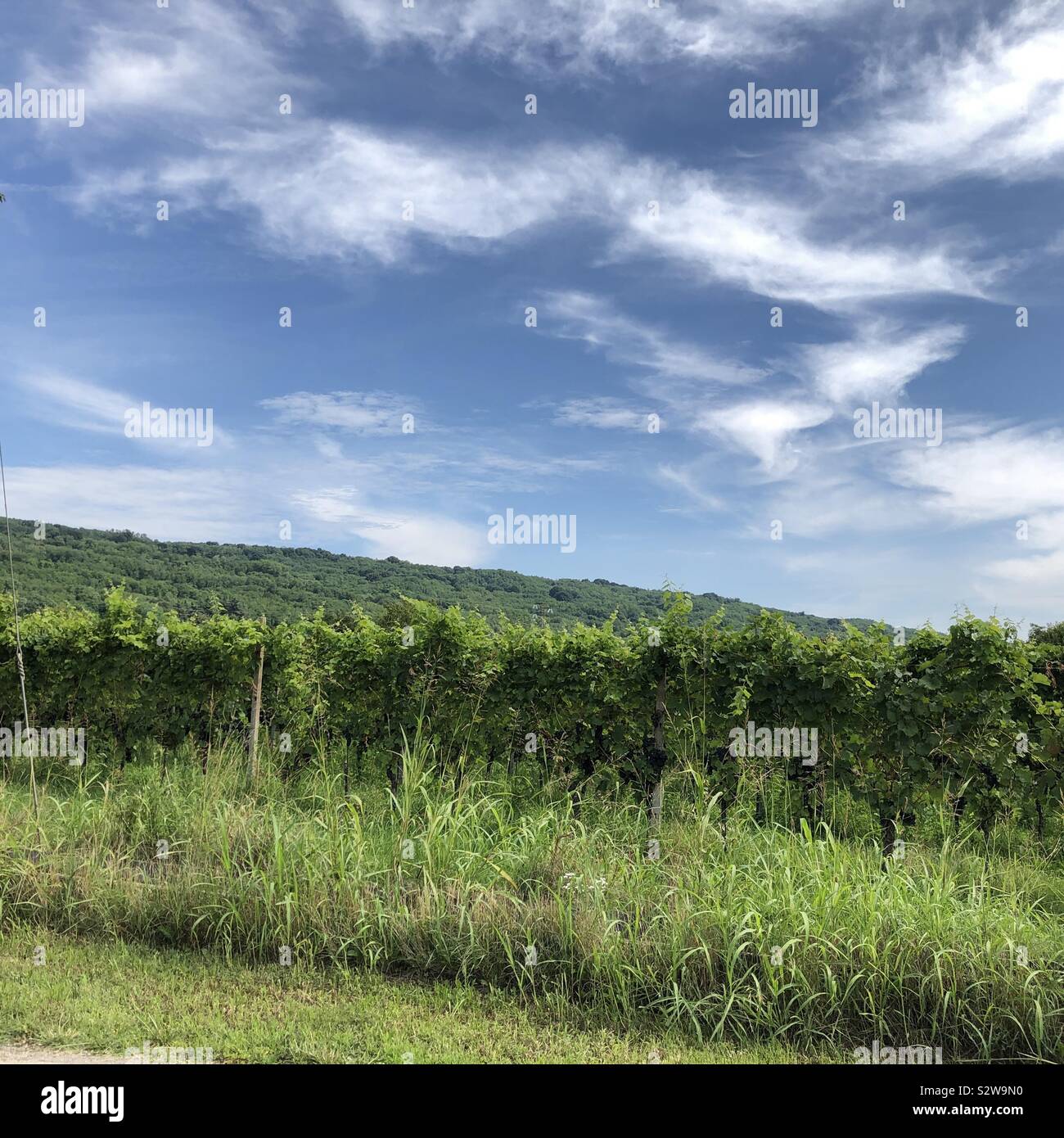 Volpago del montello hi-res stock photography and images - Alamy