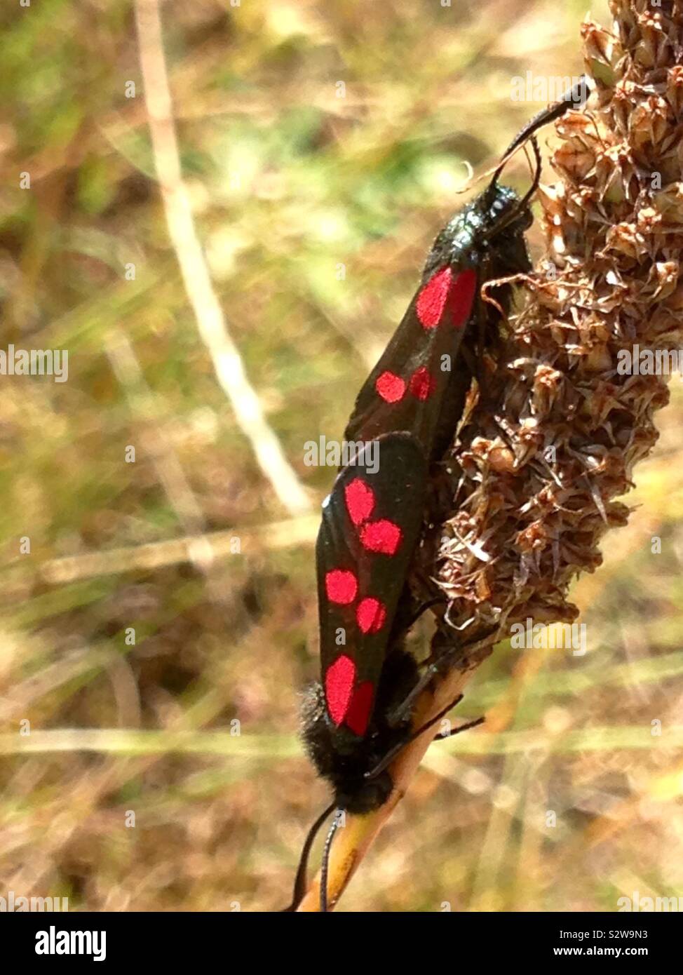 Black moth with red spots hi-res stock photography and images - Alamy