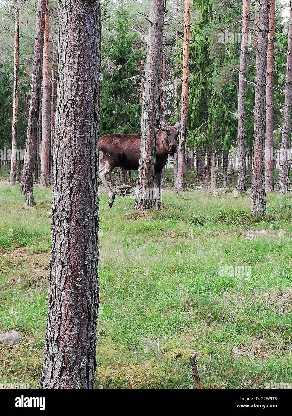 Elk behind trees Stock Photo - Alamy