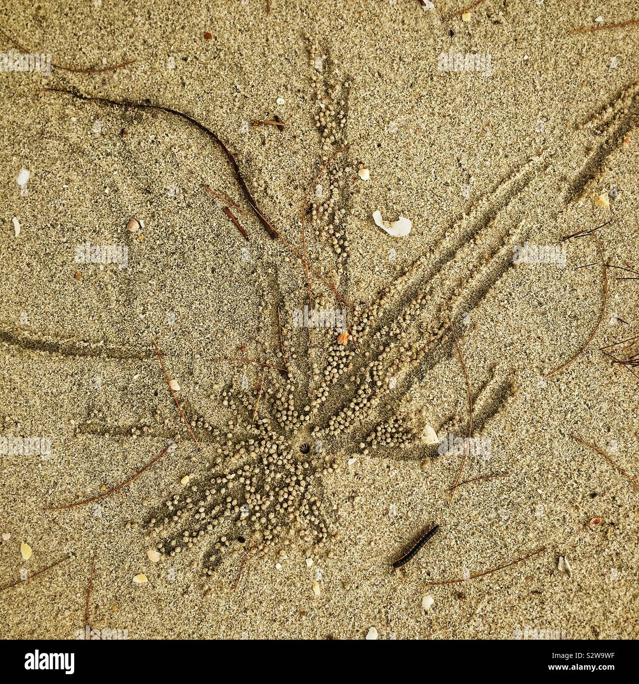 Crab tracks on the beach, Manjung River estuary, near Lumut, Perak ...