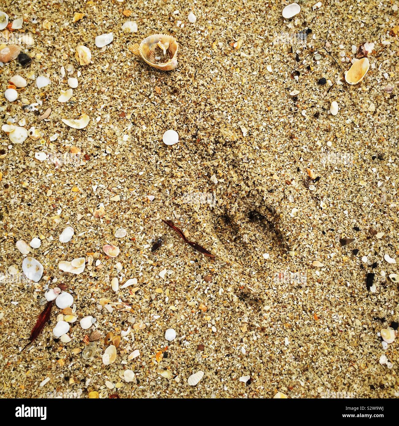 Wild pig track on the beach, Manjung River estuary, near Lumut, Perak ...