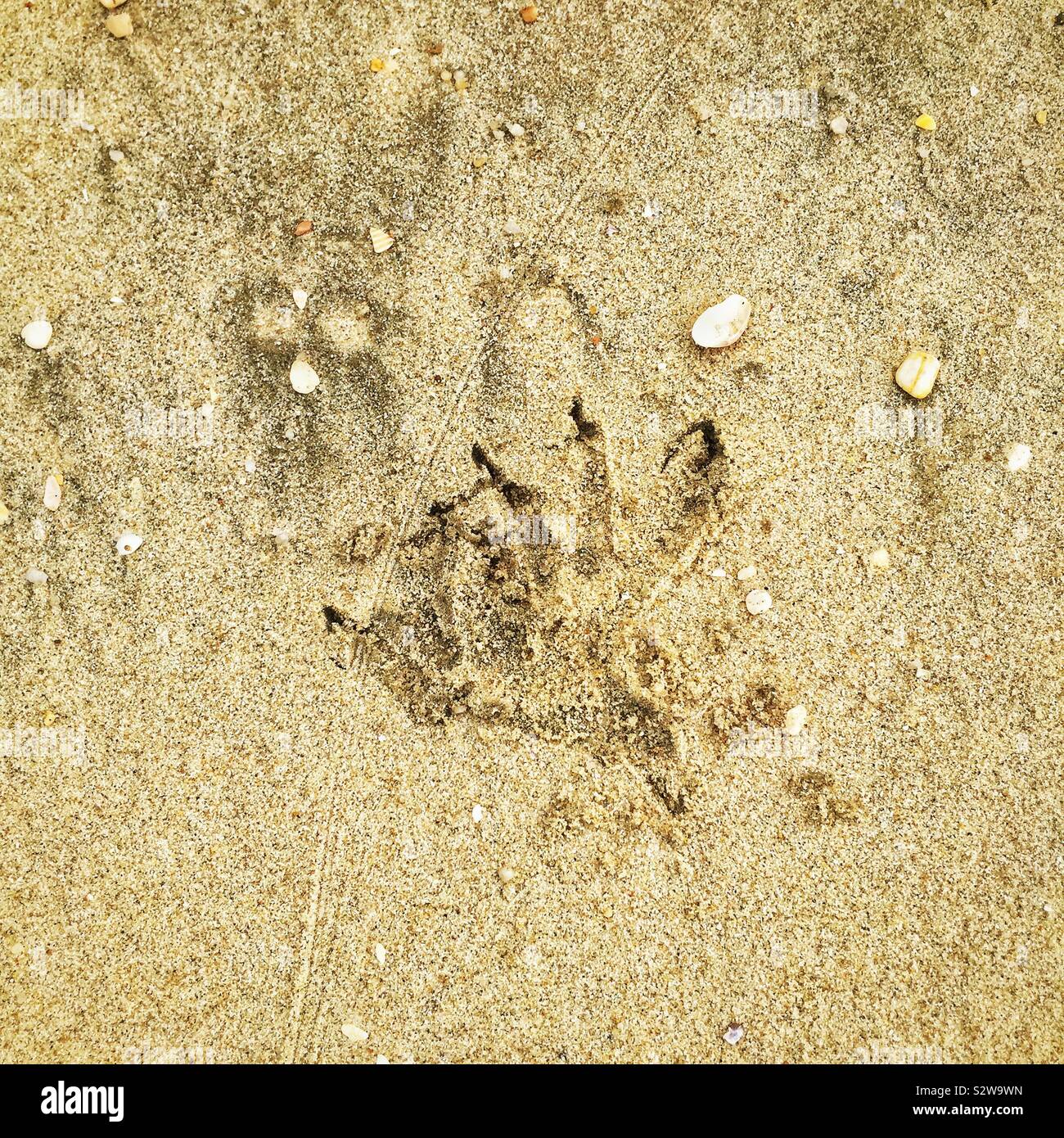 Track on the beach hi-res stock photography and images - Alamy
