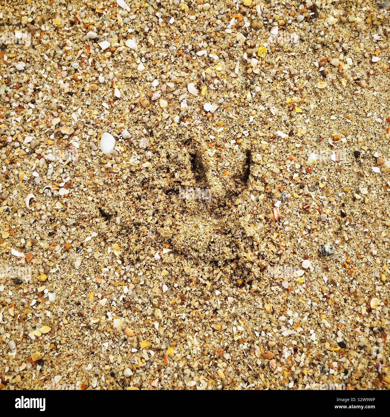 Sand lizard track hi-res stock photography and images - Alamy