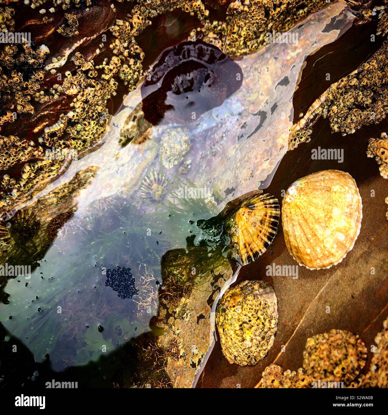 Rock pool in Cornwall. Beach life Stock Photo - Alamy