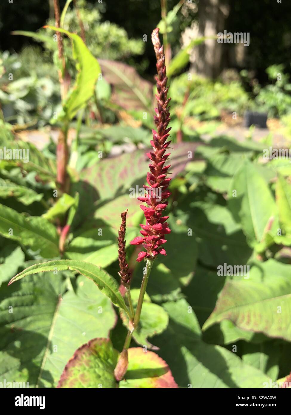 Red bistort hi-res stock photography and images - Alamy