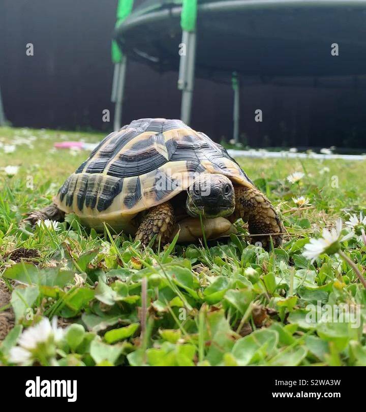 Yoshi turtle hi-res stock photography and images - Alamy